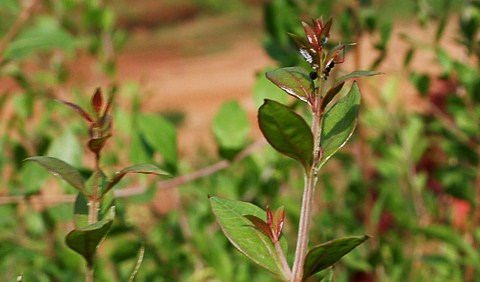Hennapá: sobre a henna...